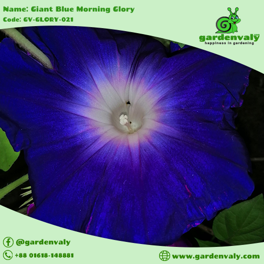 Beautiful Giant Blue Morning Glory-03 Seeds- GardenValy.com