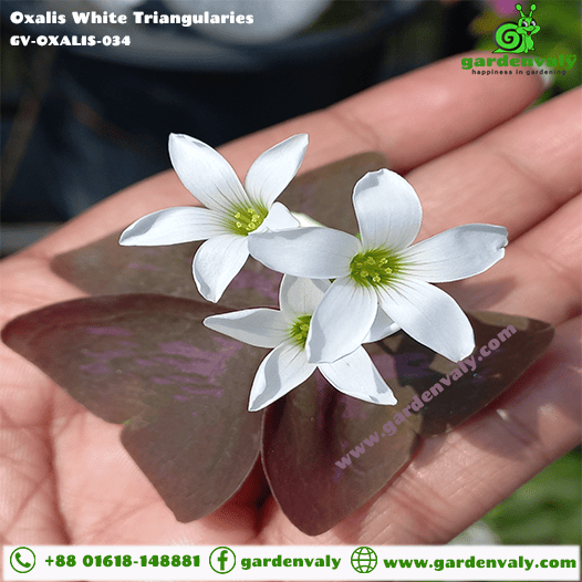 Beautiful Oxalis White Triangularies-01 Bulb GardenValy.com