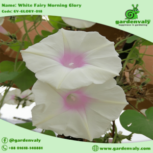 Beautiful Morning Glory: White Fairy Morning Glory-05 Seeds ...